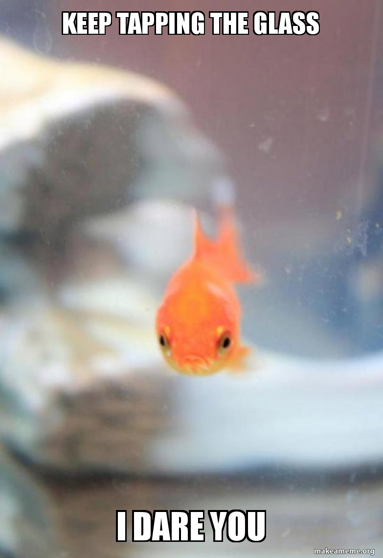 Keep tapping the glass I DARE YOU - Grumpy Fish Meme Generator