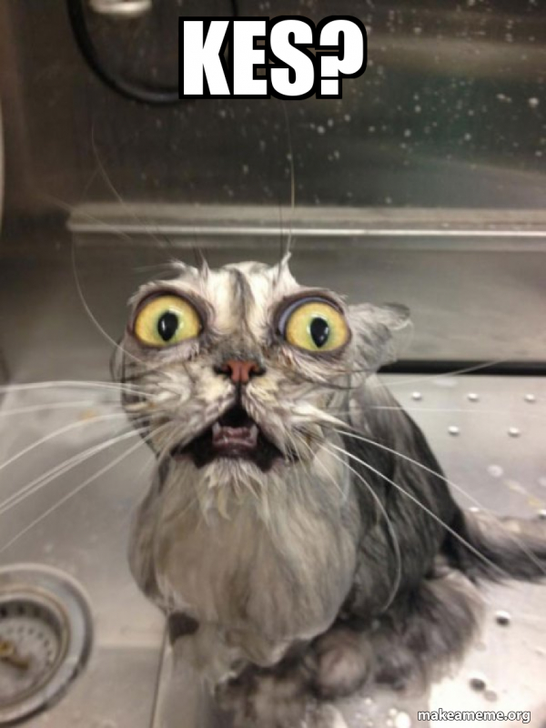 kes? - Cat bath Meme Generator