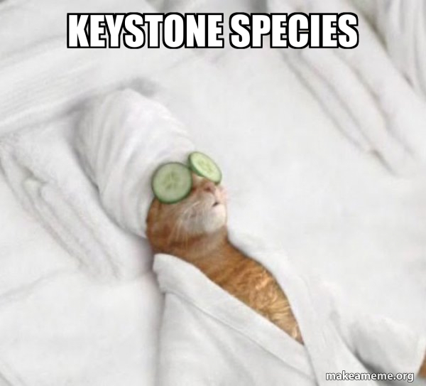 keystone species - Pampered Cat Meme Meme Generator