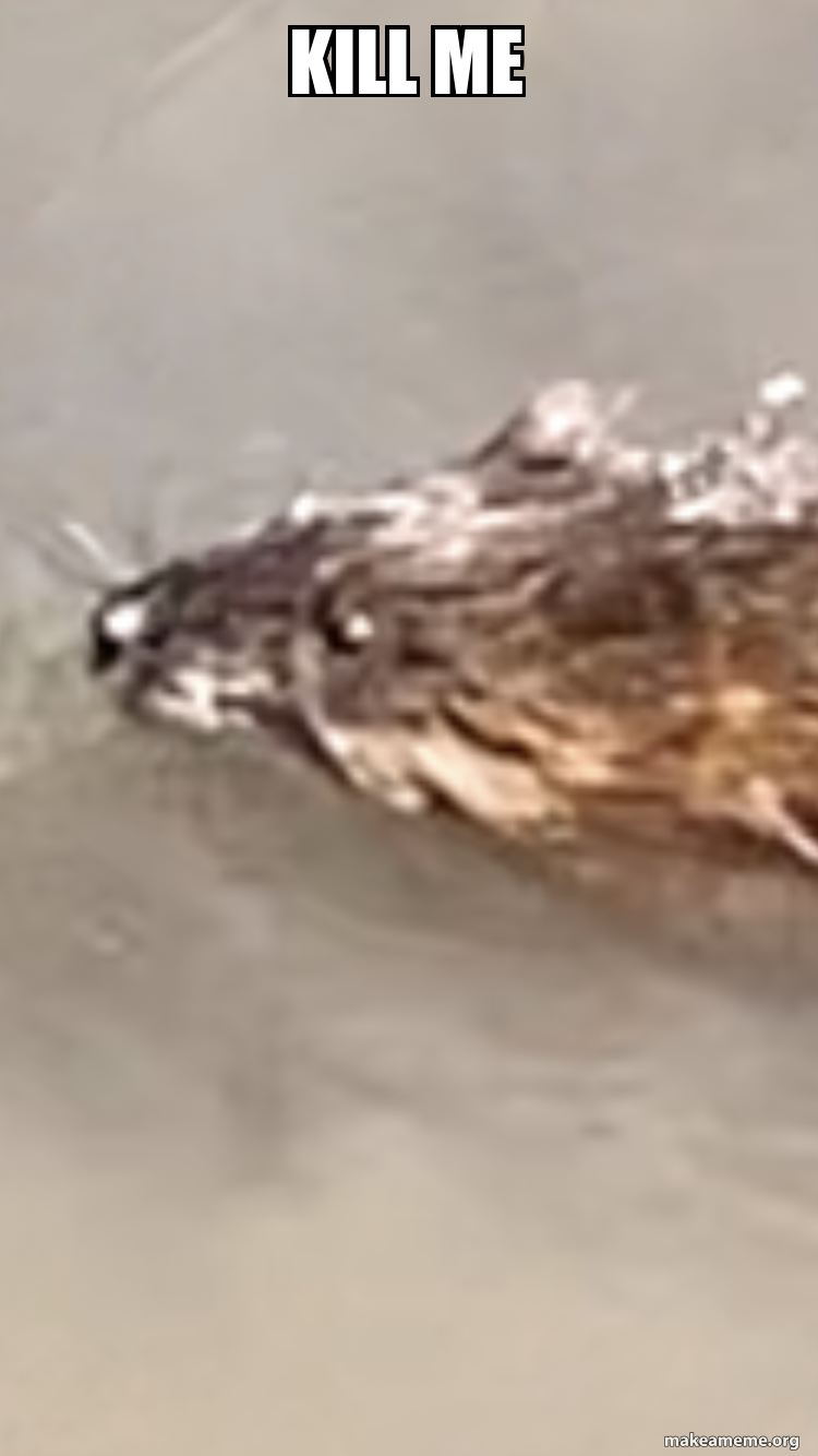 Kill me Meme Generator