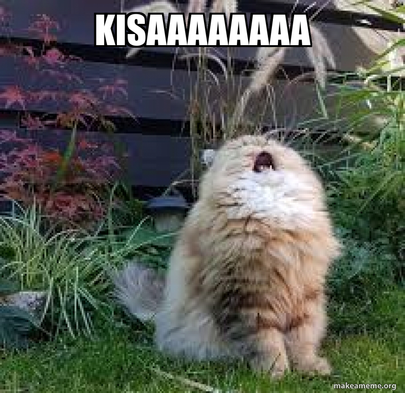 Kisaaaaaaaa Meme Generator