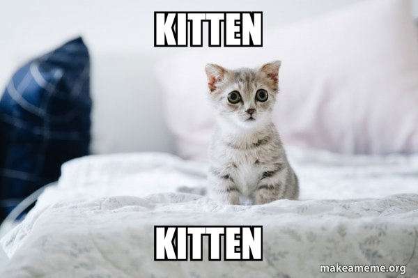 Kitten Kitten - Cute Kitten Meme Generator
