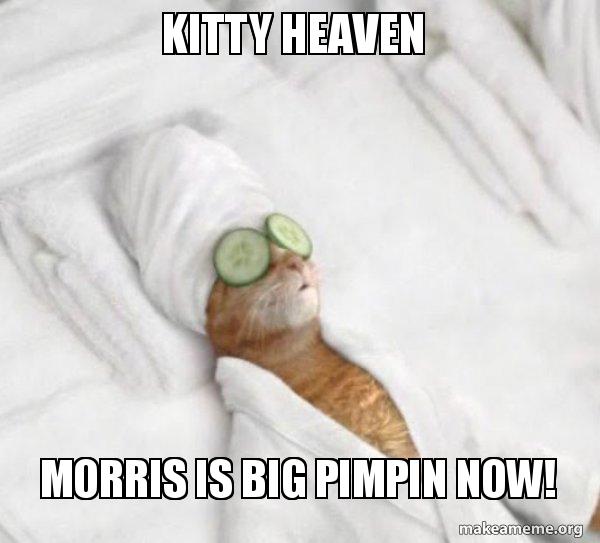 Kitty Heaven Morris is Big Pimpin now! - Pampered Cat Meme Meme Generator