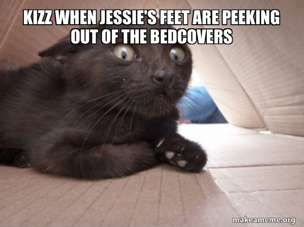 KIzz when Jessie's feet are peeking out of the bedcovers - Schitzo Cat ...
