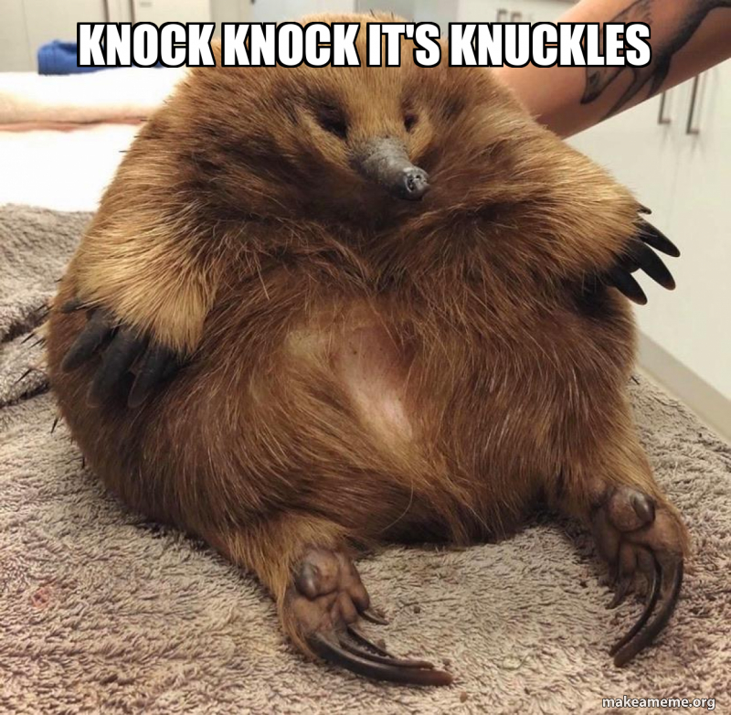 Knock knock it's knuckles Meme Generator