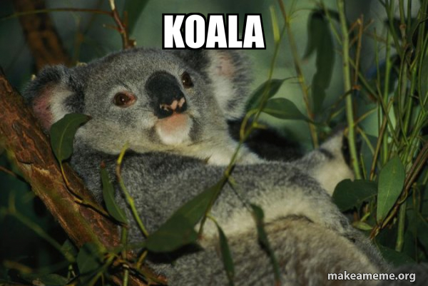 Koala - Laid Back Koala Meme Generator