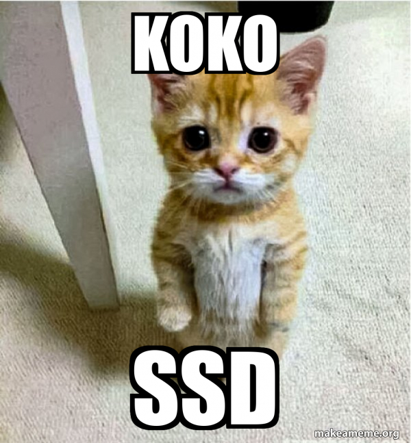 koko ssd - Cute Cat Standing Meme Generator