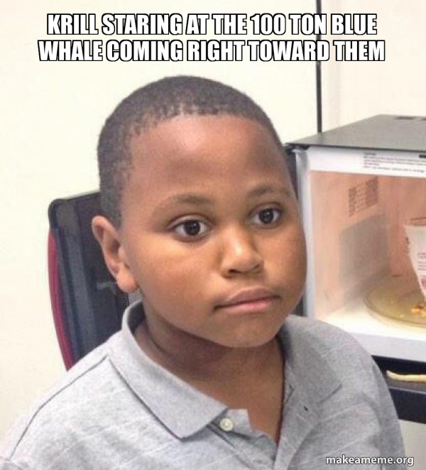 Krill staring at the 100 ton Blue Whale coming right toward them ...