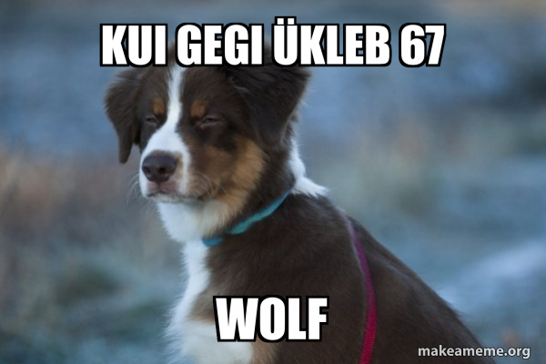 kui gegi ükleb 67 wolf - Unsure Dog Meme Generator