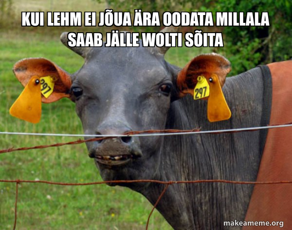 Kui lehm ei jõua ära oodata millala saab jälle wolti sõita - Hairless ...
