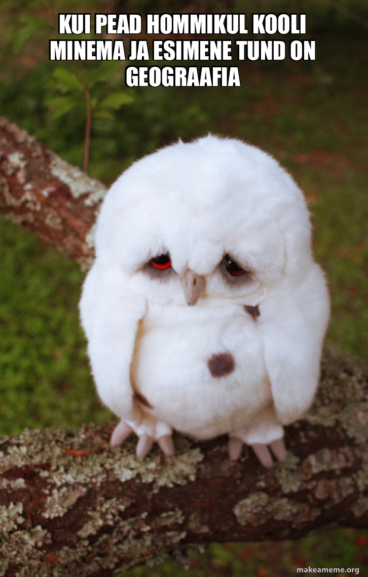 kui pead hommikul kooli minema ja esimene tund on geograafia - Sad Owl ...