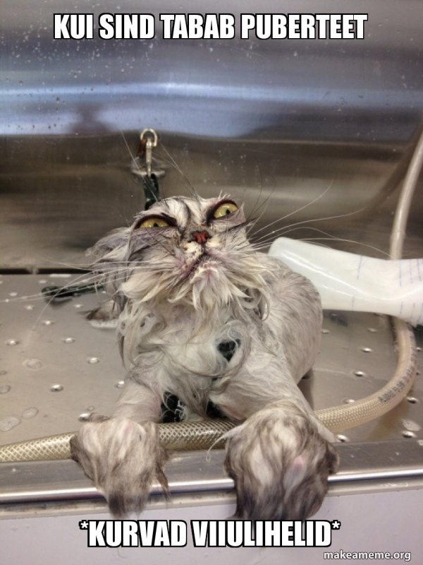 Kui sind tabab puberteet *kurvad viiulihelid* - Cat Bath Returns Meme ...