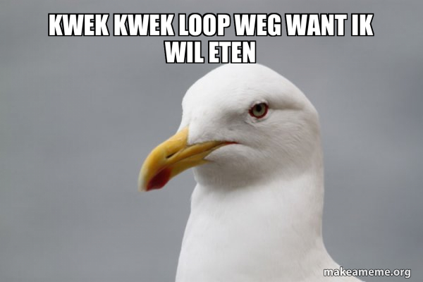 kwek kwek loop weg want ik wil eten - Stuff That Didn't Happen Seagull ...