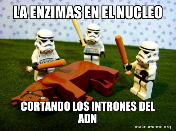 La enzimas en el nucleo cortando los Intrones del ADN - Flogging a Dead ...