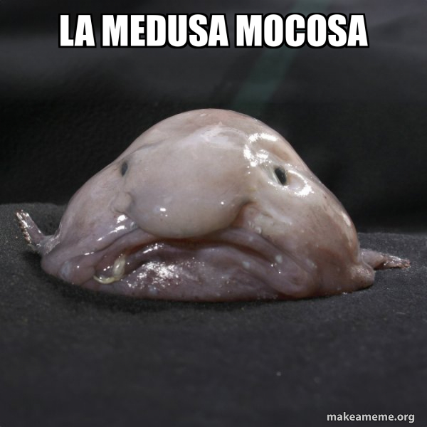 la medusa mocosa - Blobfish Meme Generator