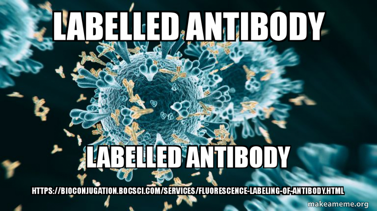labelled antibody labelled antibody https://bioconjugation.bocsci.com ...