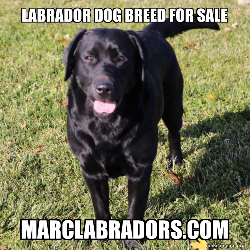 Labrador dog breed for sale marclabradors.com Meme Generator