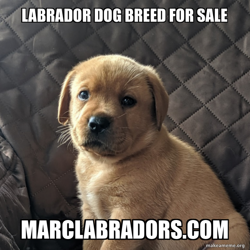 Labrador dog breed for sale marclabradors.com Meme Generator