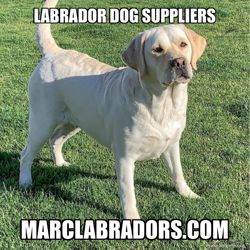 Labrador Dog Suppliers marclabradors.com Meme Generator