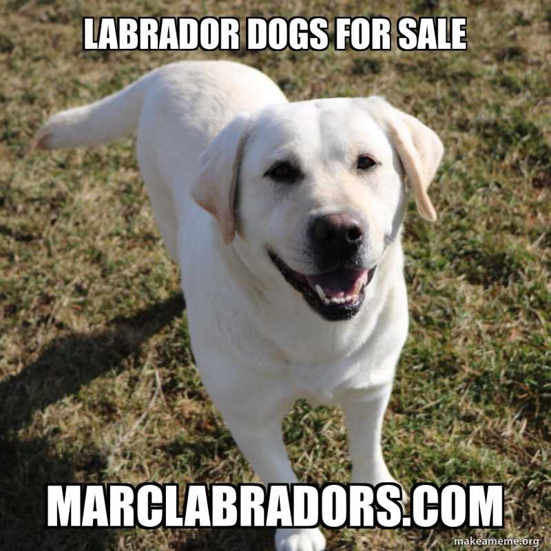 Labrador dogs for sale marclabradors.com Meme Generator