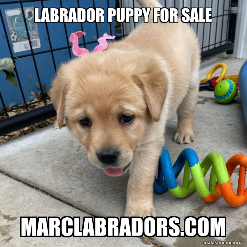 Labrador puppy for Sale marclabradors.com Meme Generator