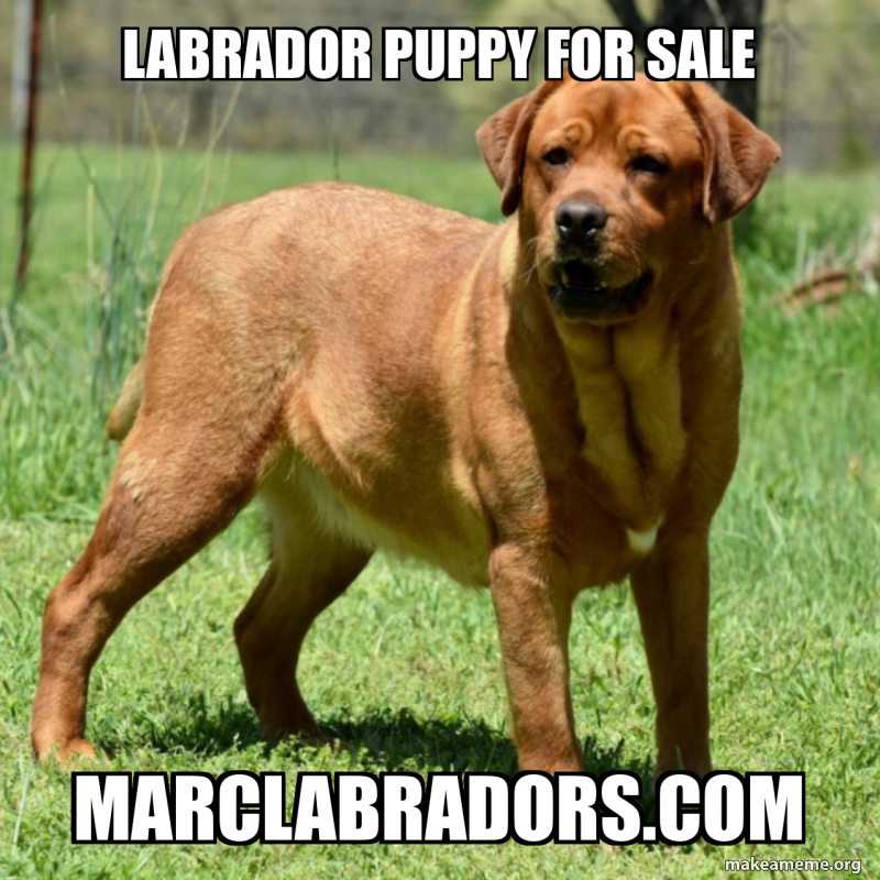 Labrador puppy For Sale marclabradors.com Meme Generator