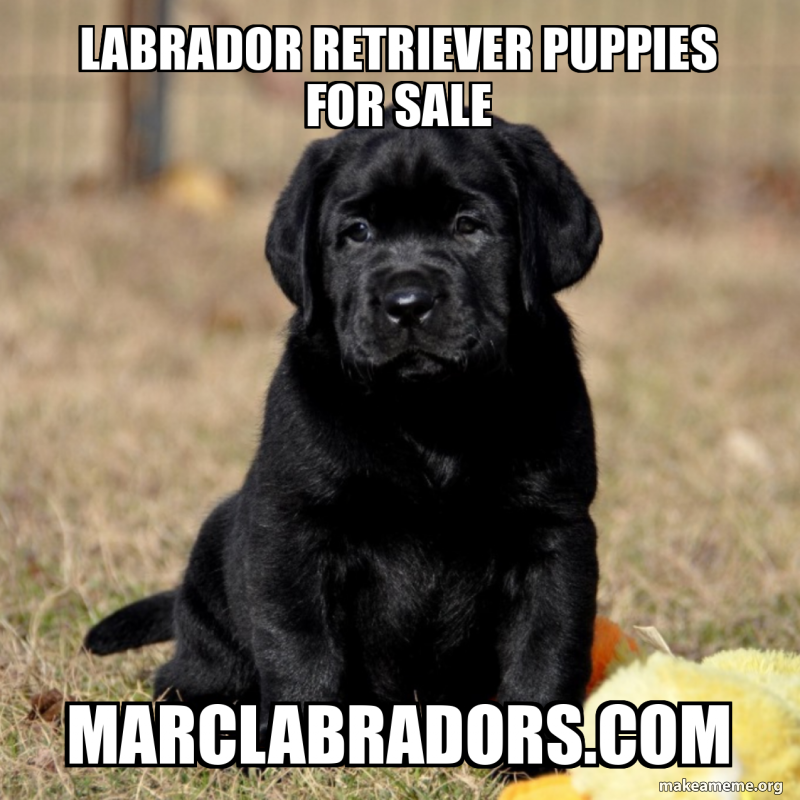 Labrador retriever puppies for sale marclabradors.com Meme Generator