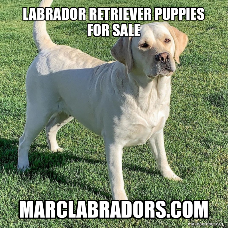 Labrador retriever puppies for sale marclabradors.com Meme Generator