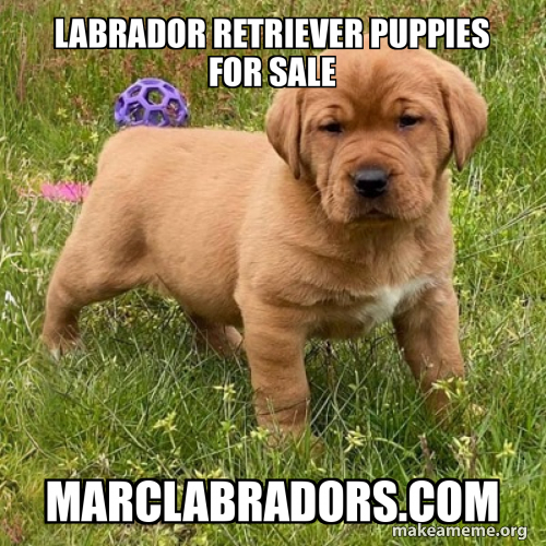 Labrador retriever puppies for sale marclabradors.com Meme Generator
