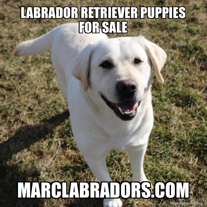 Labrador Retriever puppies for sale marclabradors.com Meme Generator