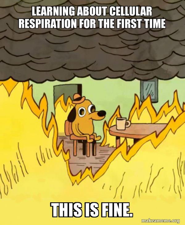 Learning about cellular respiration for the first time This is fine ...