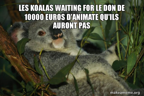 Les koalas waiting for le don de 10000 euros d'Animate qu'ils auront ...
