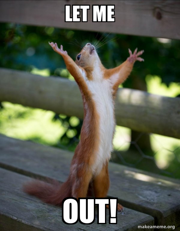 LET ME OUT! - Happy Squirrel Meme Generator