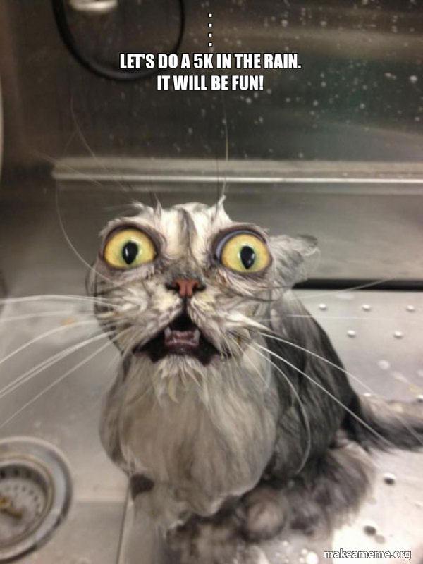Let's do a 5k in the rain. It will be fun! - Cat bath Meme Generator