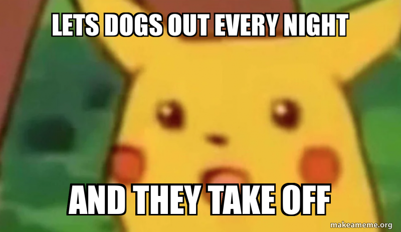Lets dogs out every night and they take off Meme Generator