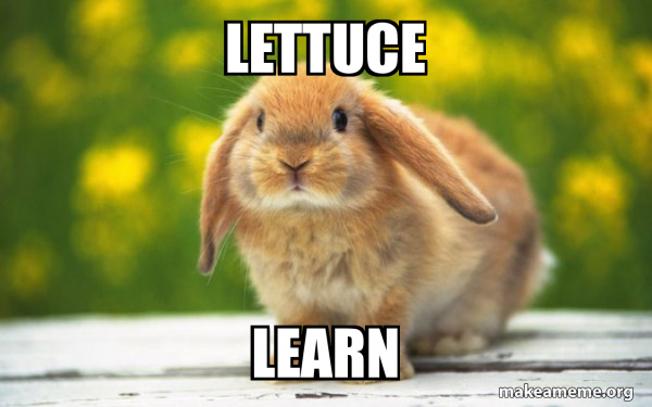 Lettuce learn - Regretful Rabbit Meme Generator