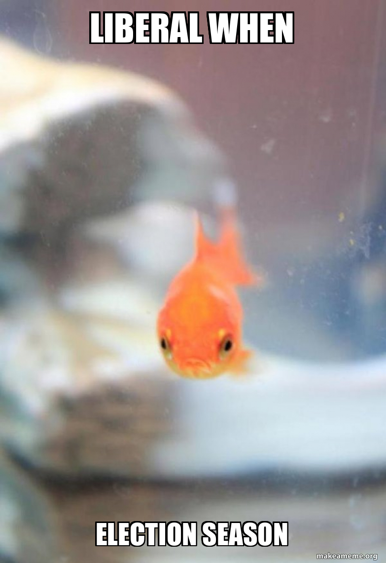 liberal when election season - Grumpy Fish Meme Generator