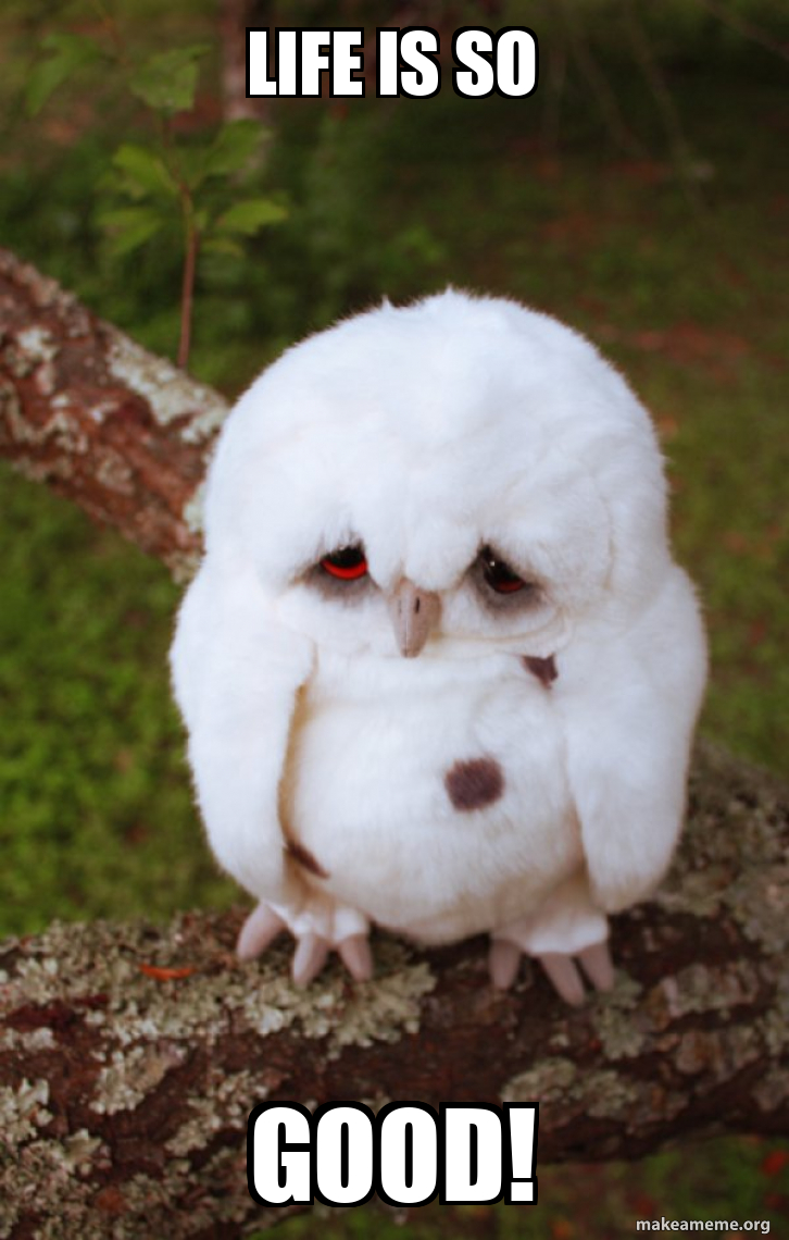 life is so GOOD! - Sad Owl Meme Generator