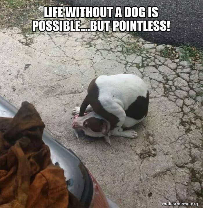 life without a dog is possible....but pointless! Meme Generator