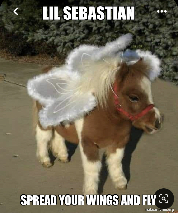 Lil Sebastian Spread your wings and fly Meme Generator