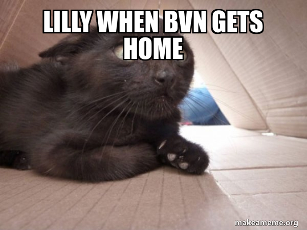 Lilly when BVN gets home - Schitzo Cat Meme Generator