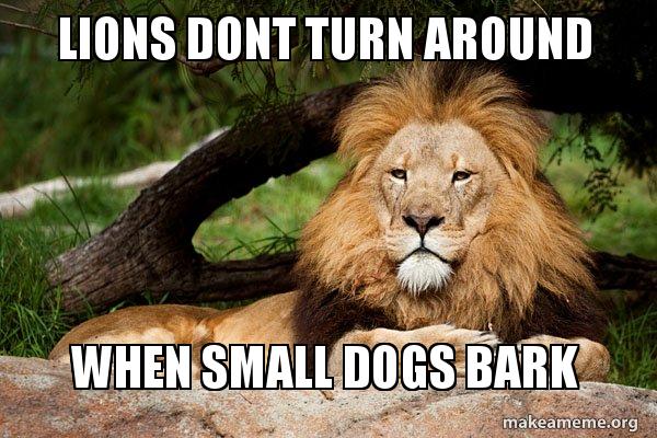 LIONS DONT TURN AROUND WHEN SMALL DOGS BARK - Contemplative Lion Meme ...