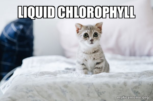 liquid chlorophyll - Cute Kitten Meme Generator