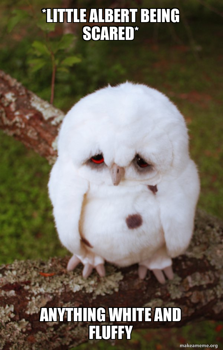 *Little Albert being scared* Anything white and fluffy - Sad Owl Meme ...