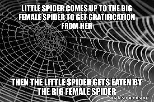little spider comes up to the big female spider to get gratification ...