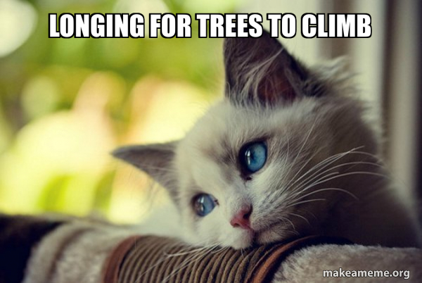 longing for trees to climb - First World Cat Problems Meme Generator