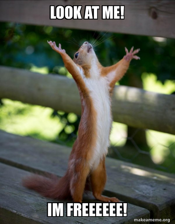 look at me! im freeeeee! - Happy Squirrel Meme Generator