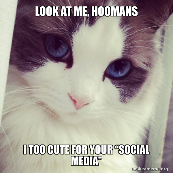 Look at me, hoomans I too cute for your â€œsocial mediaâ ...
