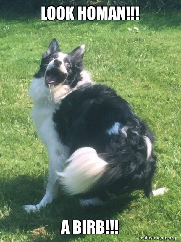 LOOK HOMAN!!! A BIRB!!! Meme Generator