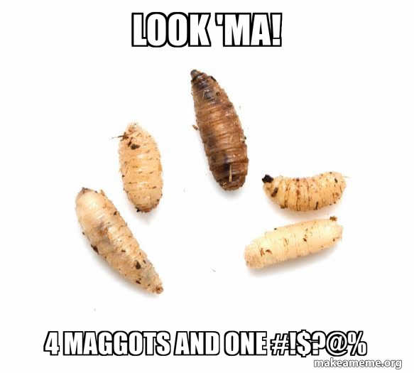 Look 'ma! 4 Maggots and one #!$?@% Meme Generator
